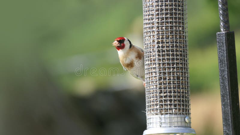 Goldfinch Chick Feeding from Tube Peanut Seed Feeder at Table Stock ...