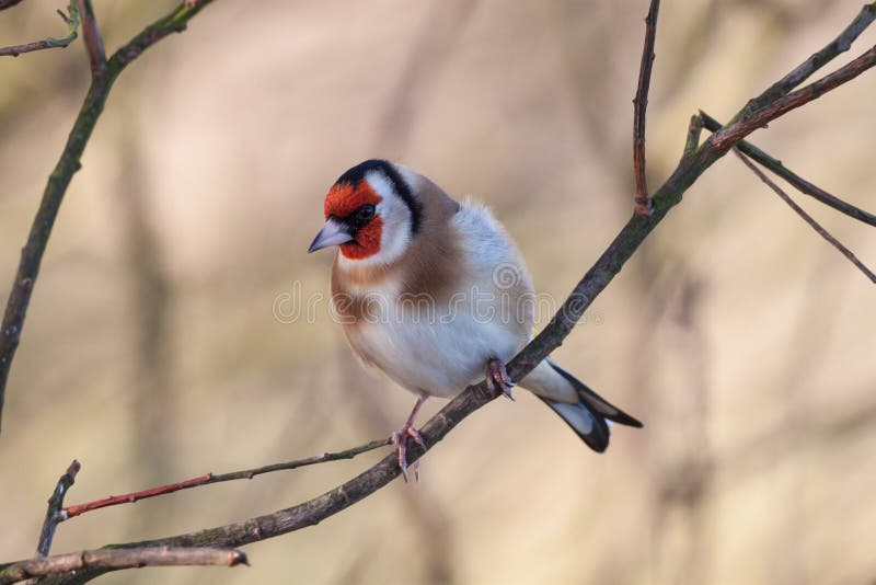 Goldfinch stock photo. Image of common, habitat, finch - 90509712