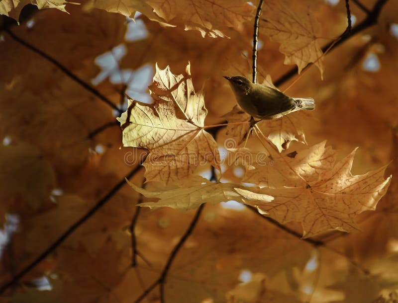 Goldfinch in Fall Foliage stock image. Image of fall - 62153715
