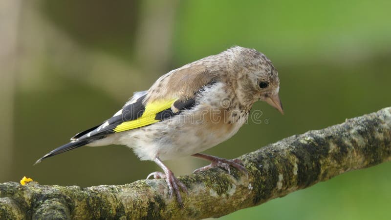 Goldfinch Juvenile on a Branch in Woods Stock Image - Image of legs ...