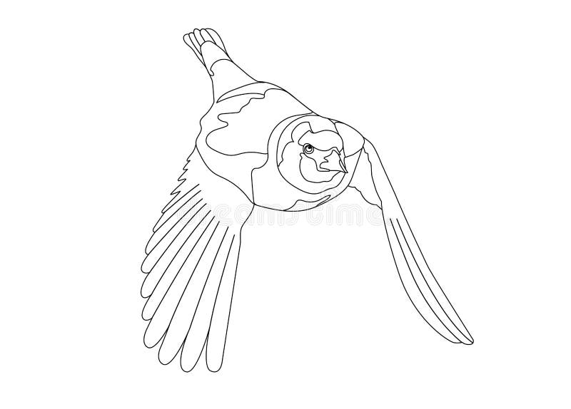Goldfinch Line Drawing in Vector Stock Vector - Illustration of ...