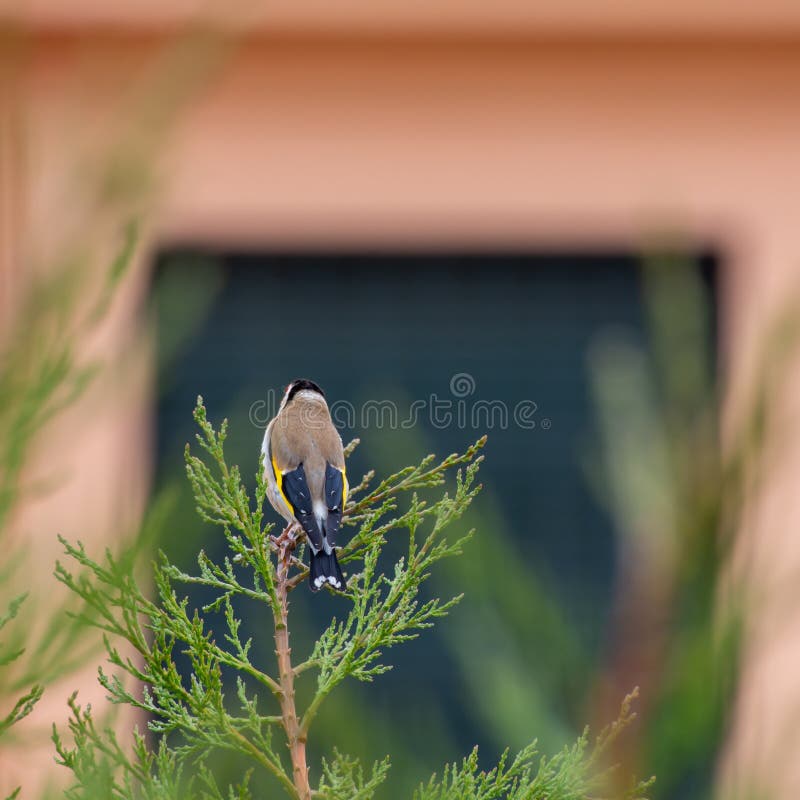 Goldfinch Perched on a Cypress Branch Looking Towards the Window of a ...