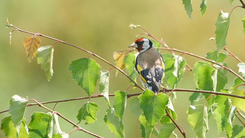 11,432 Goldfinch Stock Photos - Free & Royalty-Free Stock Photos from ...
