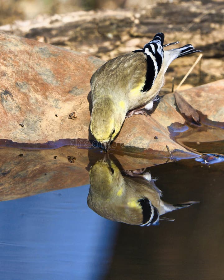 Goldfinch Perches by a Pond, Savoring a Refreshing Drink from the ...