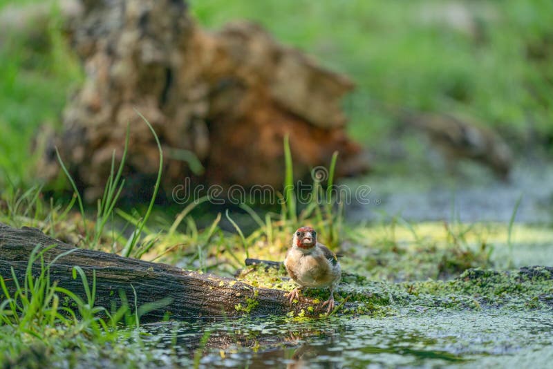 Dead European Goldfinch Stock Photos - Free & Royalty-Free Stock Photos ...