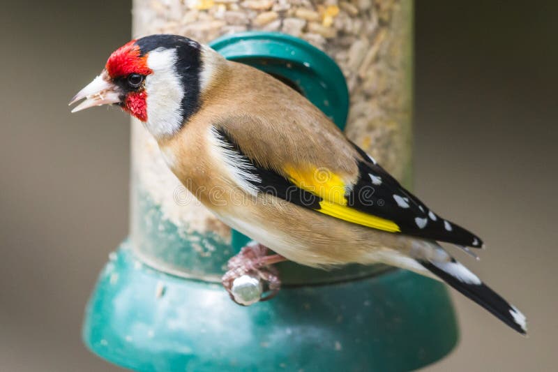An Adult Goldfinch Sits on the Grass Stock Photo - Image of wild ...