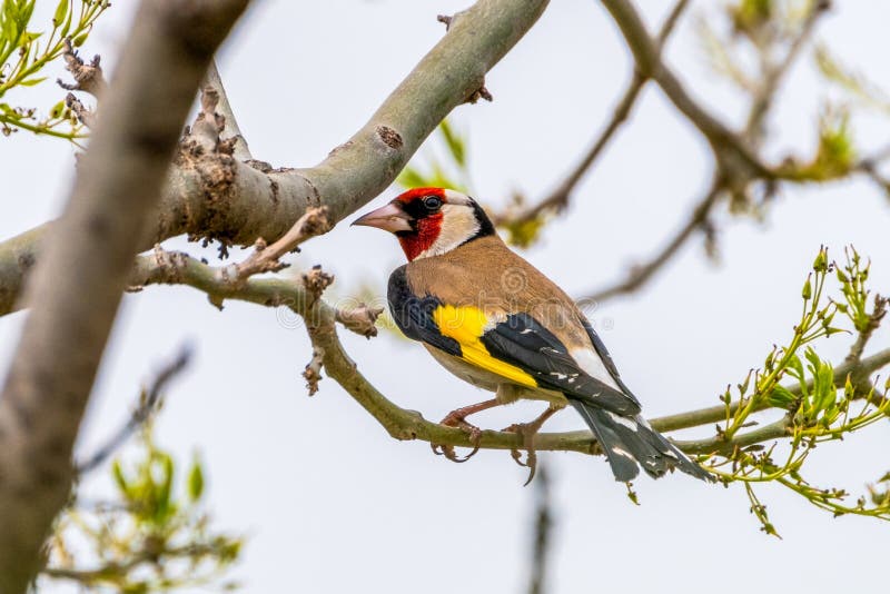 Goldfinch Sitting on a Tree Branch Stock Photo - Image of goldfinch ...