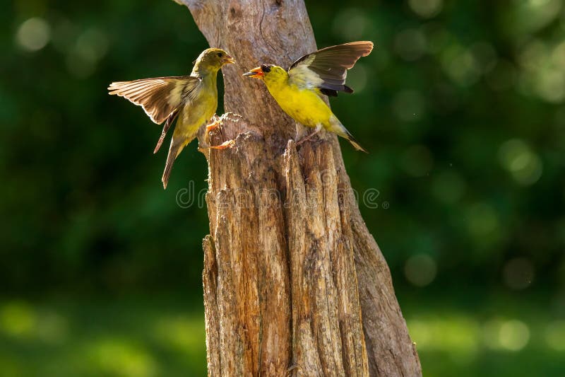 Goldfinches Fighting while Perched Stock Image - Image of animal ...