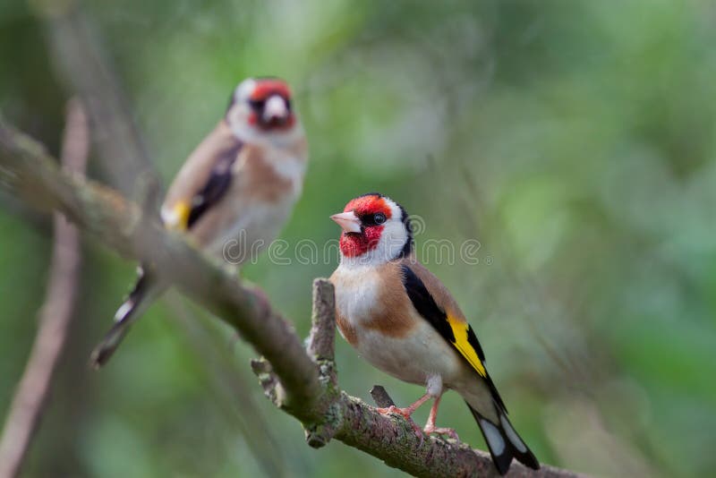 Goldfinches stock photo. Image of face, faced, bokeh - 31760202