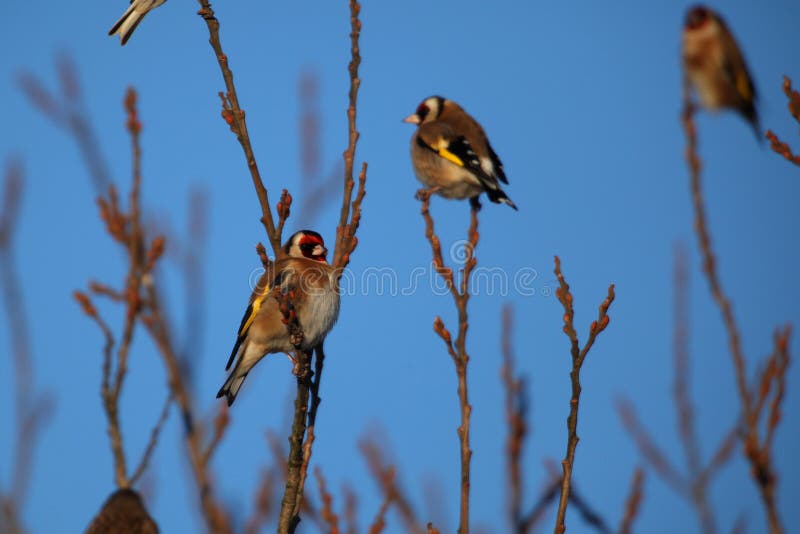 Goldfinchs. stock photo. Image of feathers, finch, small - 12462692
