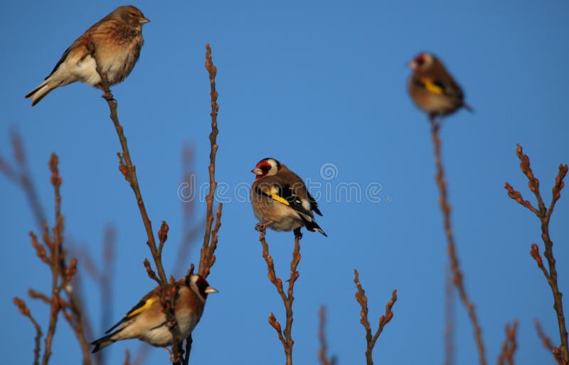 Goldfinchs. stock image. Image of organism, twig, spring - 12463077