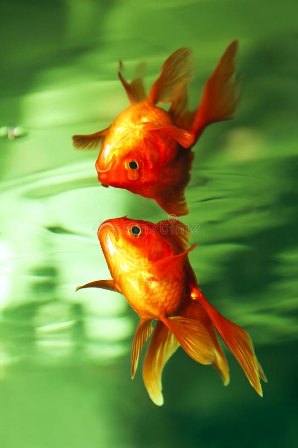 Goldfisch. stockfoto. Bild von reflexion, einwohner, grün - 36409948