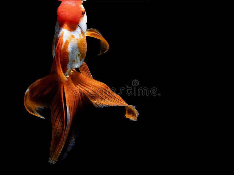 Goldfisch Auf Dunkelschwarzem Hintergrund Isoliert Stockbild - Bild von ...