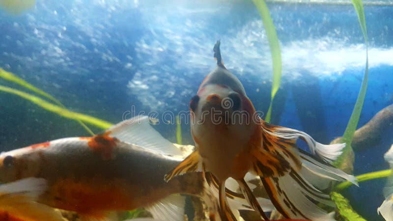 Goldfisch De Schubukin Et Poisson Rouge De Queue De Voile De Schubukin ...
