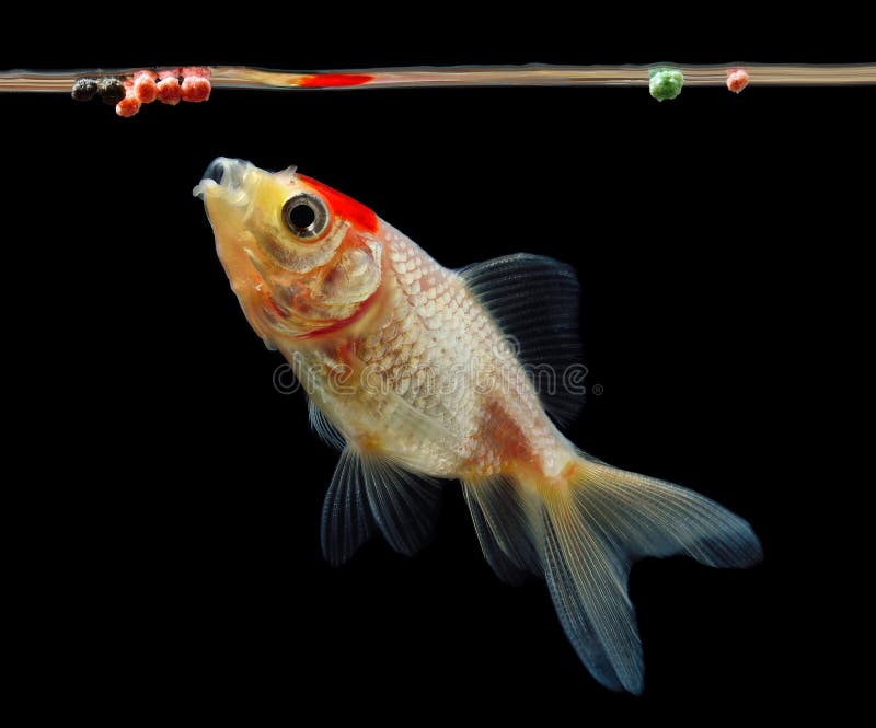 Goldfisch/Goldfisch Nahrung Essen Stockbild - Bild von schön ...