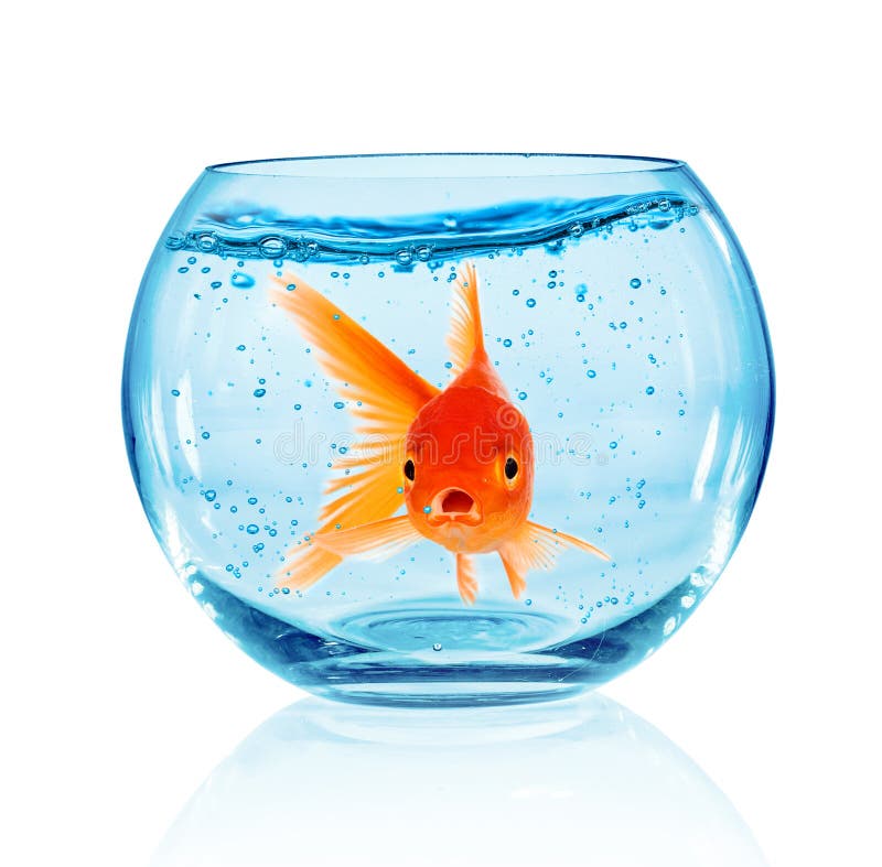 Goldfisch im Aquarium stockfoto. Bild von becken, marinesoldat - 33643192