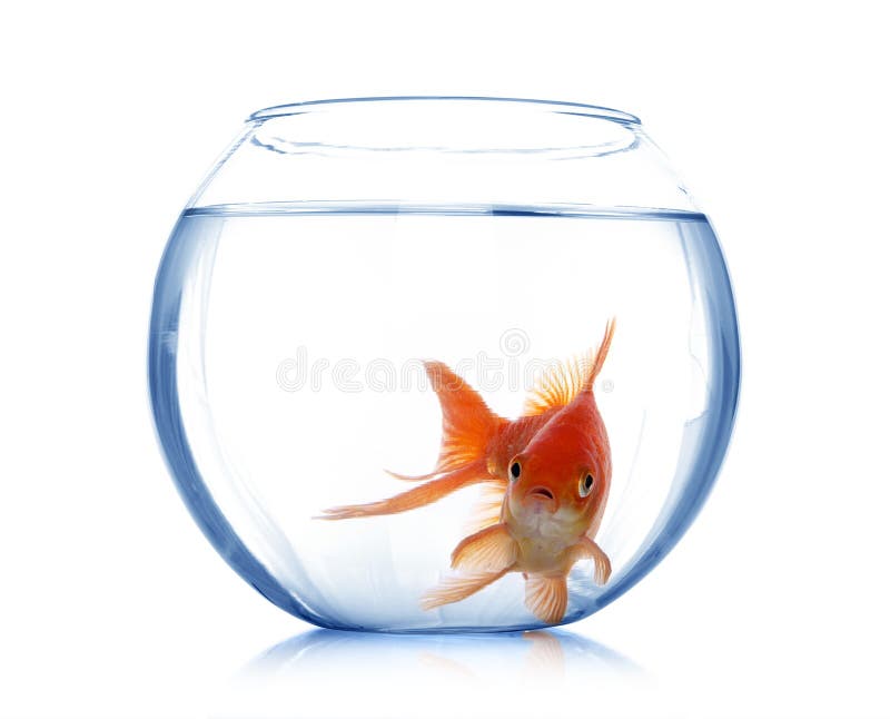 Goldfisch Im Aquarium Lokalisiert Stockfoto - Bild von frisch, sorglos ...