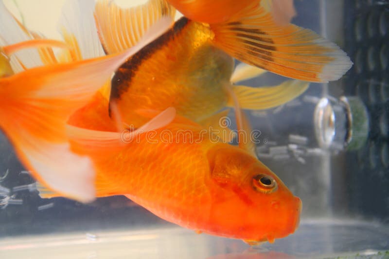 Three Goldfish in Aquarium stock image. Image of golden - 264663