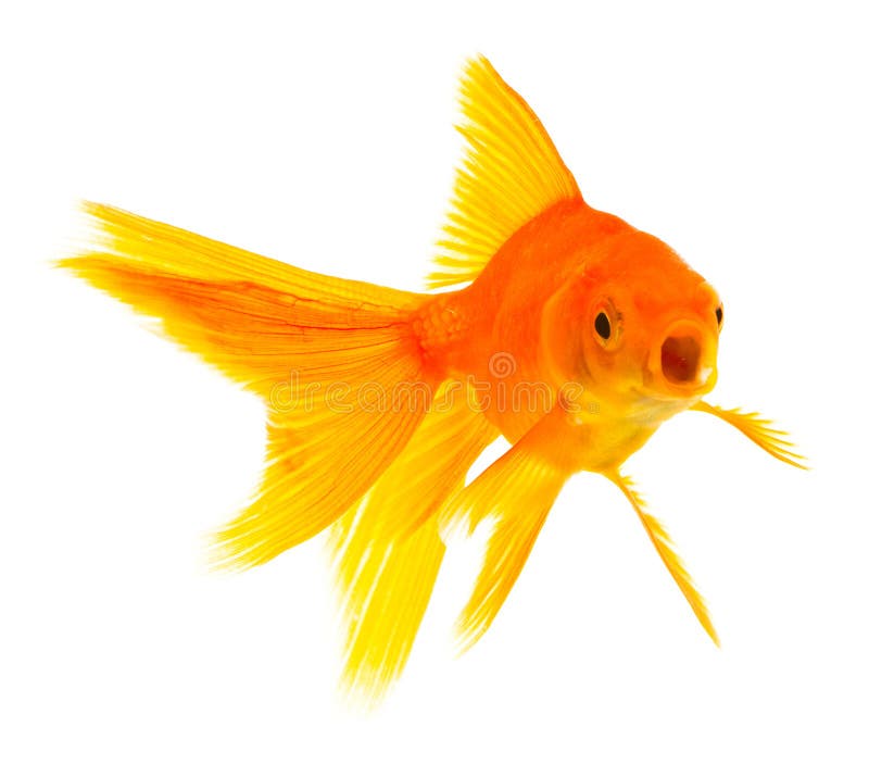 Goldfish stock image. Image of motion, home, liquid, color - 12508899