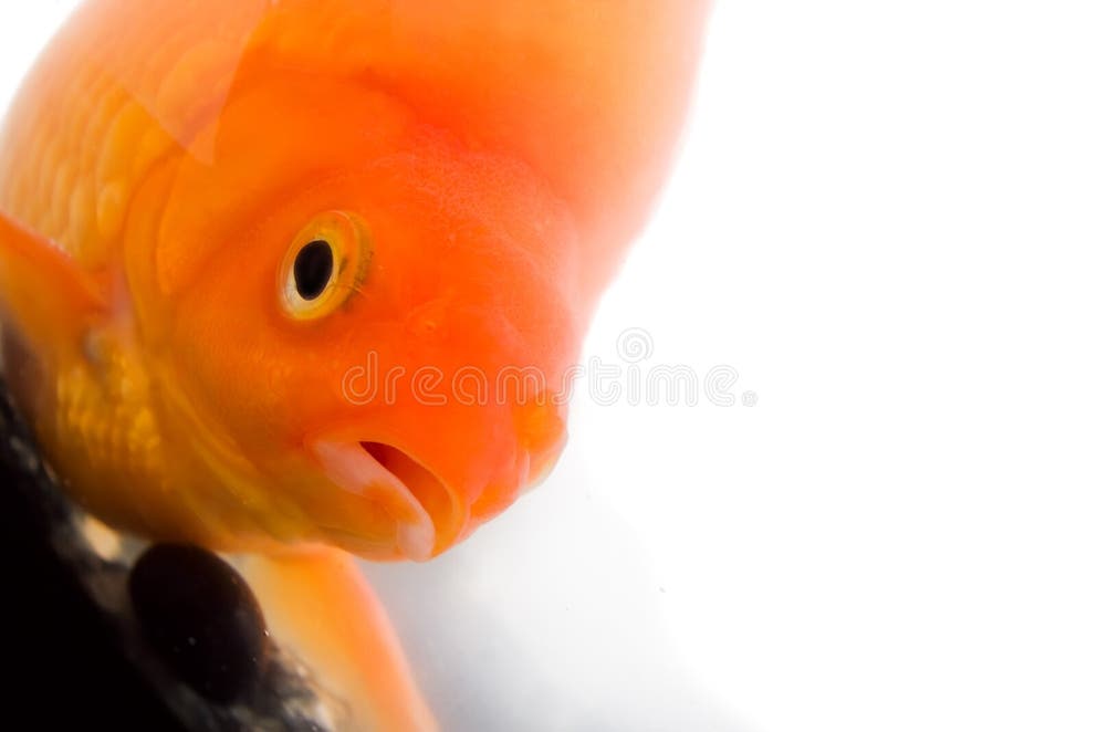 Goldfish stock image. Image of pets, orange, gold, fish - 13579019
