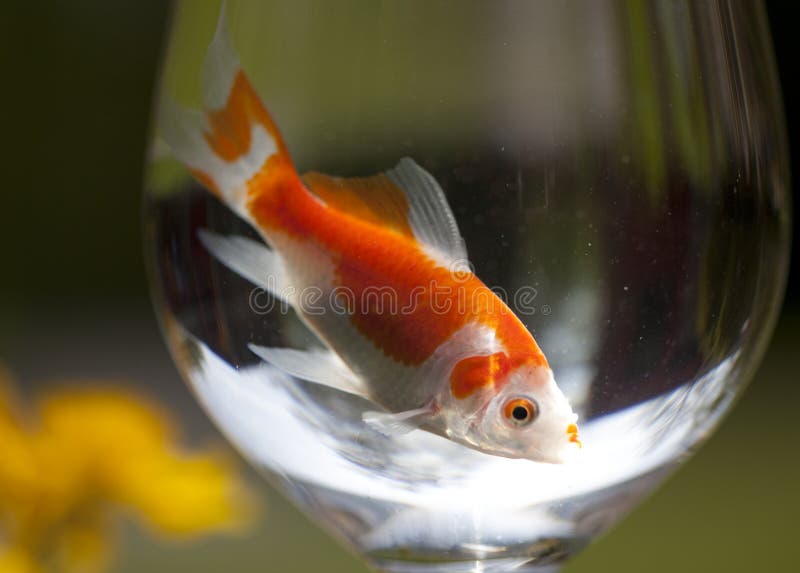 Goldfish stock image. Image of conceptual, isolated, glass - 14024585