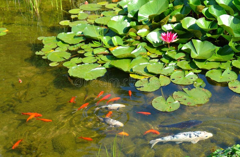 13,506 Goldfish Koi Fish Stock Photos - Free & Royalty-Free Stock ... 13,506 Goldfish Koi Fish Stock Photos - Free & Royalty-Free Stock ...