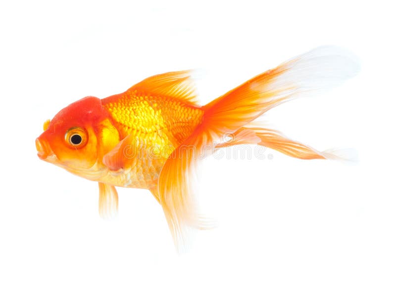 424 Side View Goldfish Stock Photos - Free & Royalty-Free Stock Photos ...
