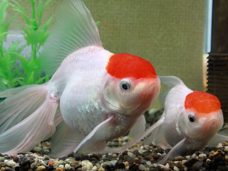 Ryukin Yellow Goldfish stock photo. Image of goldfish - 19751288