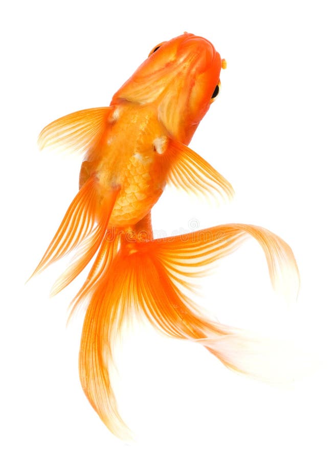 Two goldfish Kissing stock image. Image of marine, lonely - 2326835