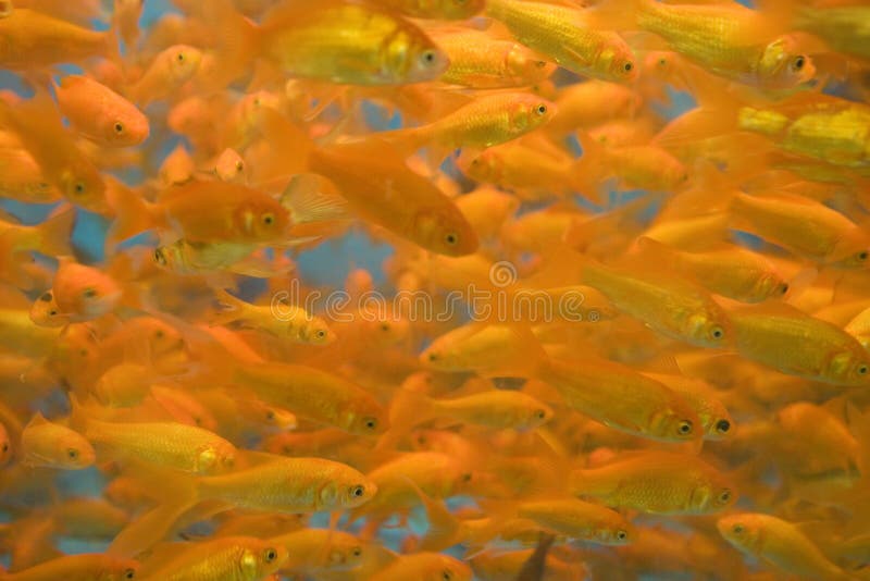 School of Goldfish stock photo. Image of animals, group - 9333218