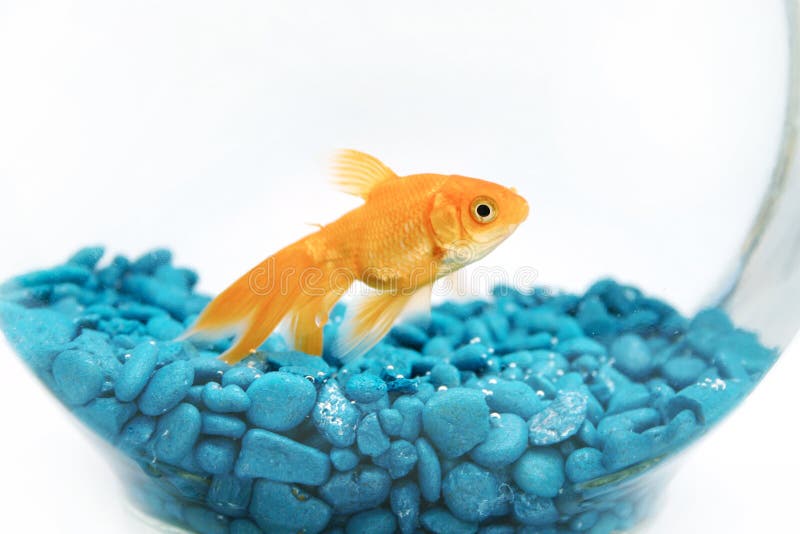 Goldfish stock image. Image of pets, swimming, fishes, swimmer - 217787