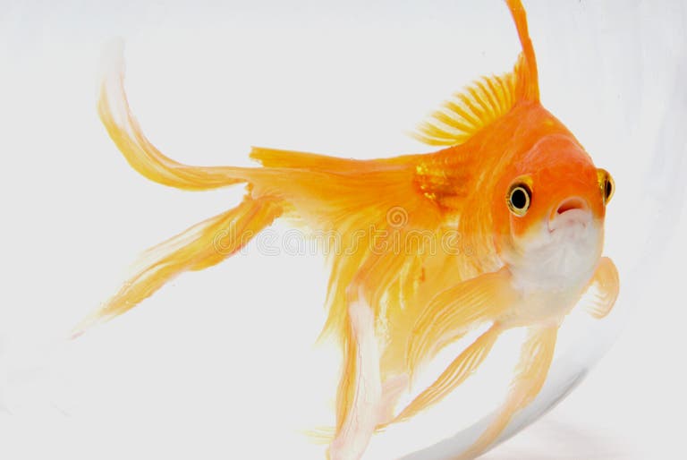 877 Goldfish Face Stock Photos - Free & Royalty-Free Stock Photos from ...
