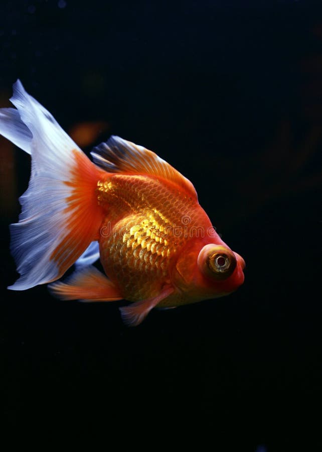 Dragon Eye Goldfish stock photo. Image of pisces, oranda - 4539062