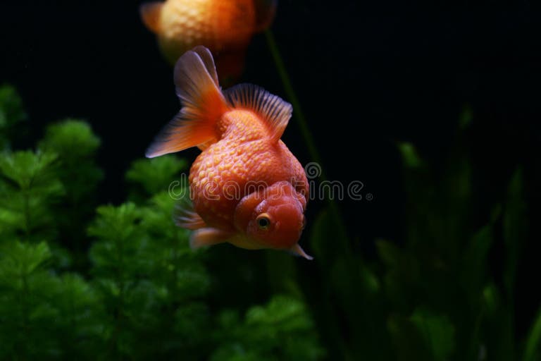 246 Fat Goldfish Stock Photos - Free & Royalty-Free Stock Photos from ...