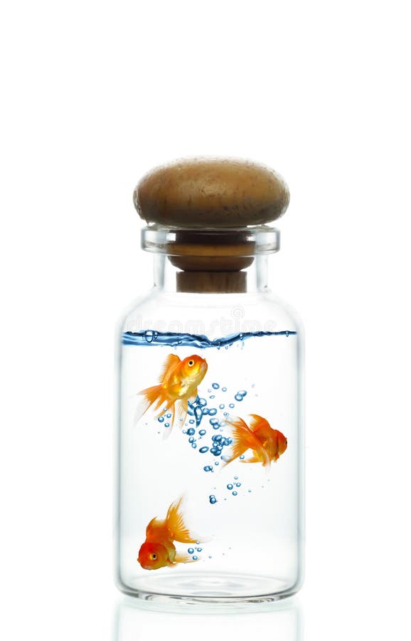 Three Goldfish in Aquarium stock image. Image of golden - 264663