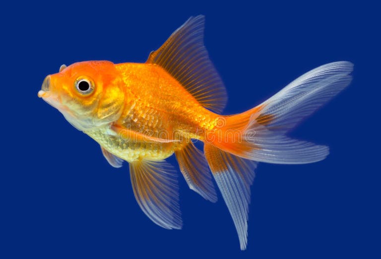 1,055 Goldfish Brooke Dream Stock Photos - Free & Royalty-Free Stock ...