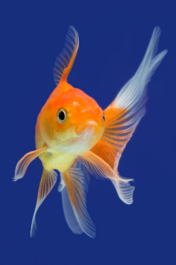 Gold fish stock image. Image of pets, closeup, white, staring - 2447295