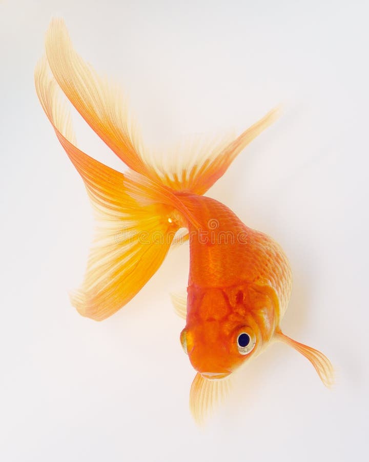 Gold fish stock photo. Image of bowl, determination, carefree - 350092