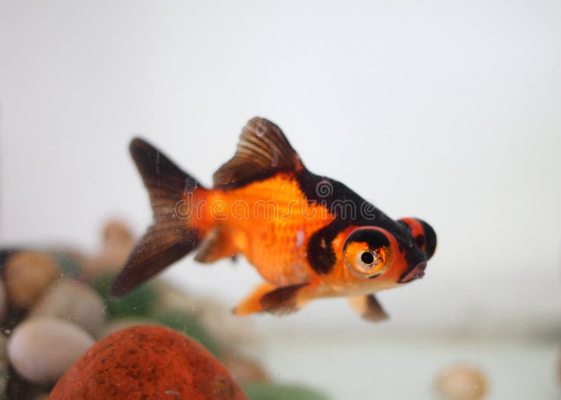 Goldfish Kiss stock photo. Image of pectoral, carassius - 173598