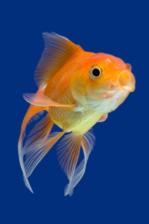 Gold fish stock photo. Image of pets, orange, hobby, gold - 2001732