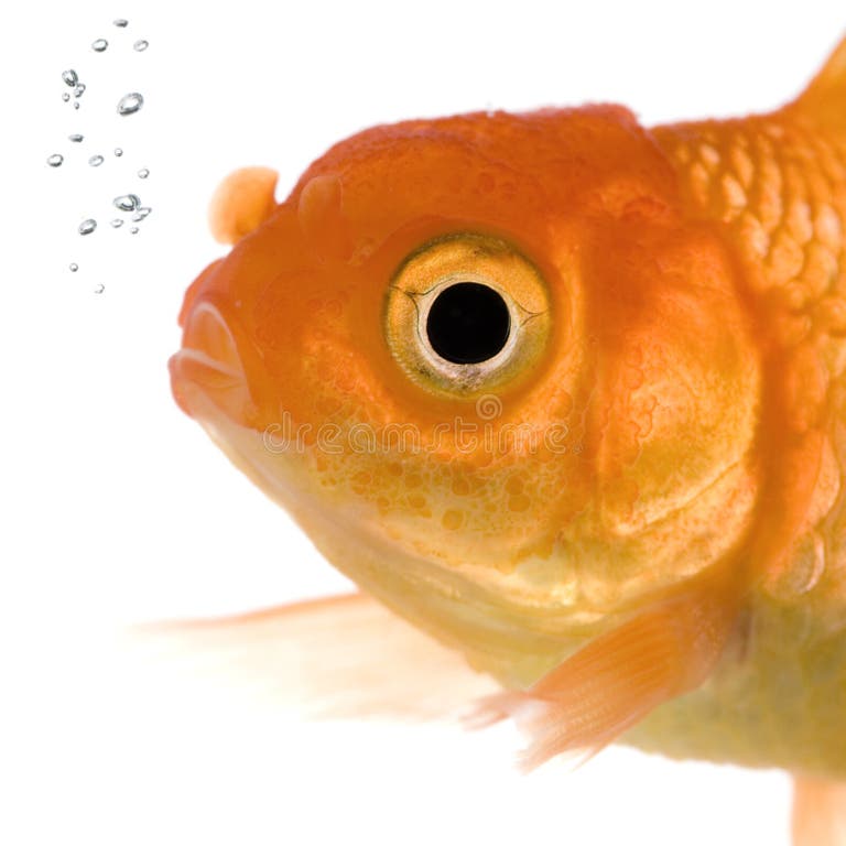 850 Goldfish Face Stock Photos - Free & Royalty-Free Stock Photos from ...