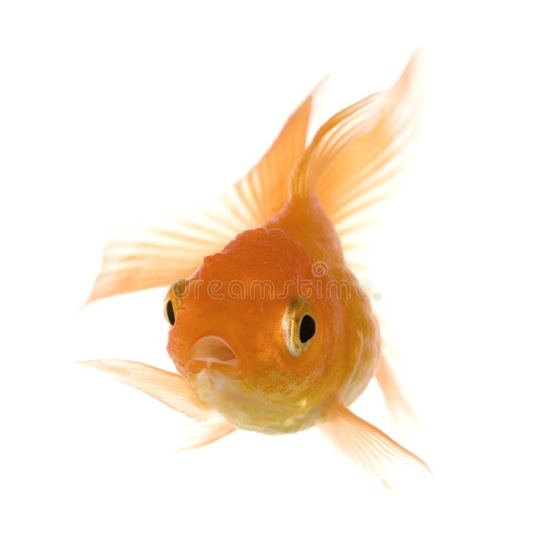 Goldfish Front View Isolated On White Stock Photo - Image of pretty ...