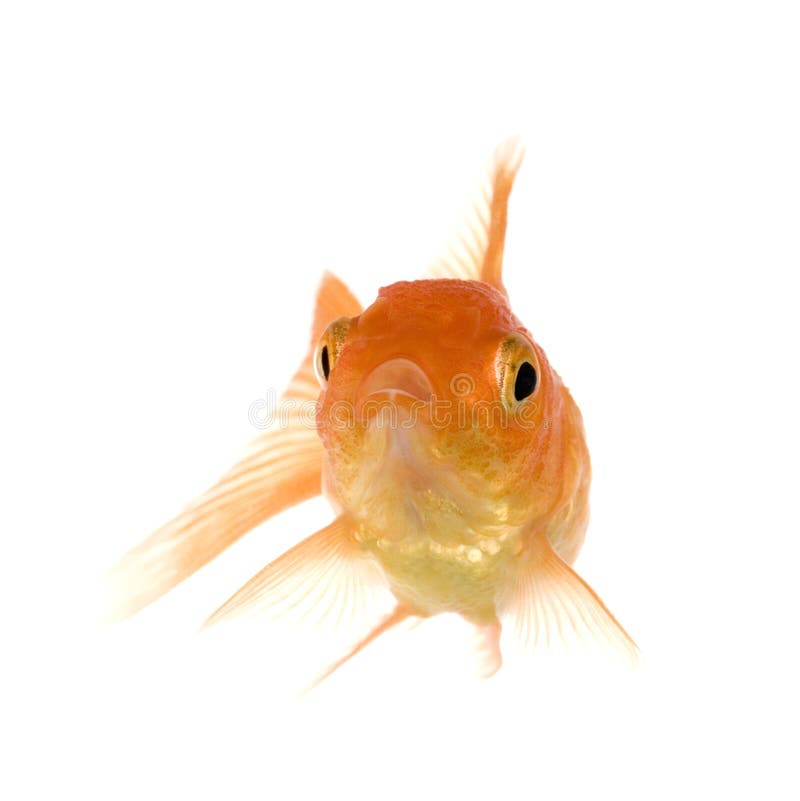 Goldfish Front View Isolated On White Stock Photo - Image of pretty ...