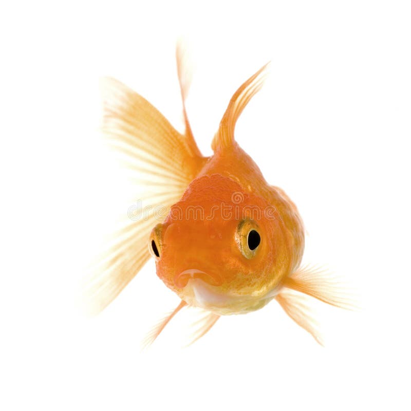 Goldfish Front View Isolated On White Stock Photo - Image of pretty ...