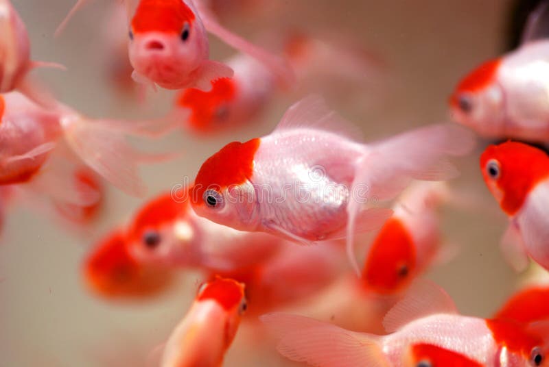 A group of goldfish red stock photo. Image of fins, goldfish - 16199336