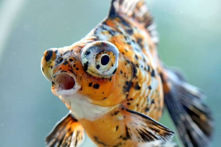 2,006 Goldfish Mouth Stock Photos - Free & Royalty-Free Stock Photos ...