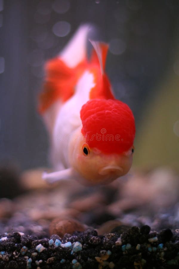 Goldfish stock photo. Image of fishtank, swim, water, aquarium - 2943866