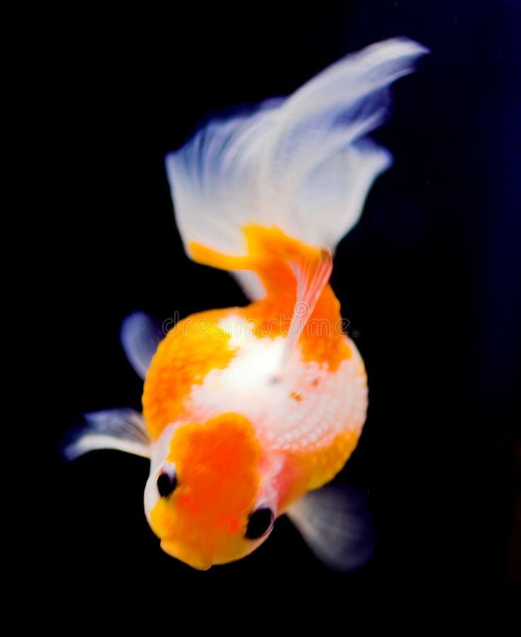 Goldfish stock photo. Image of bravery, carefree, jump - 528950