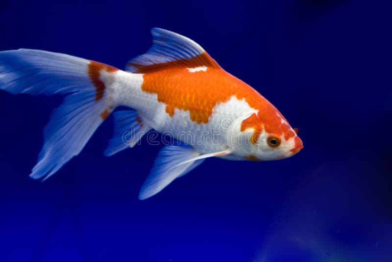 Goldfish Kiss stock photo. Image of pectoral, carassius - 173598