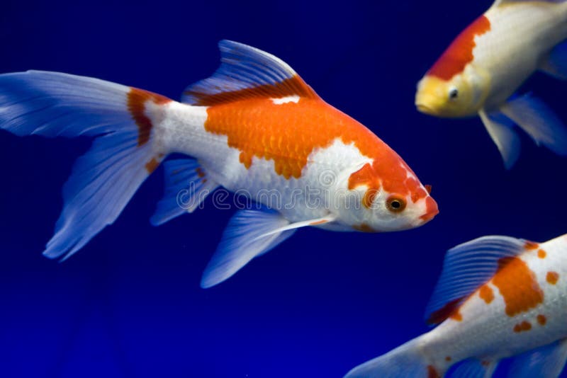 Goldfish stock image. Image of wildlife, color, colorful - 7072297